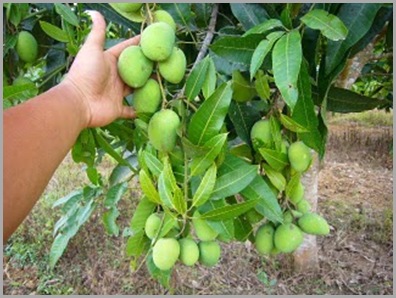 Blog Chik Att: JERUK MEMPELAM TELUR